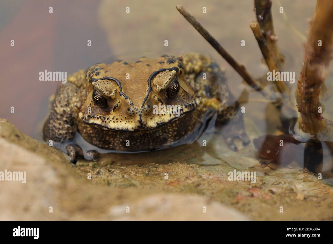 Toads are best known for their thick, warty skins Stock Photo - Alamy