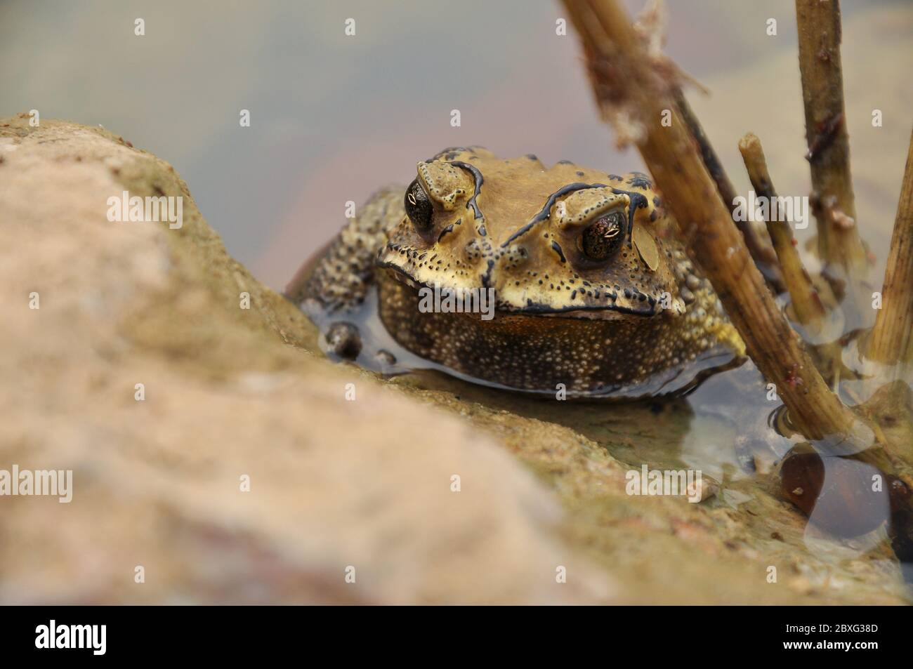 Toads are best known for their thick, warty skins Stock Photo - Alamy