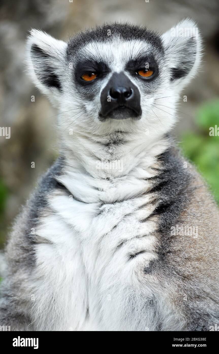 Ring-tailed lemur is instantly recognisable due to its long, bushy ...