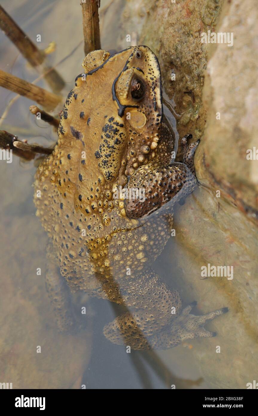 Toads are best known for their thick, warty skins Stock Photo - Alamy