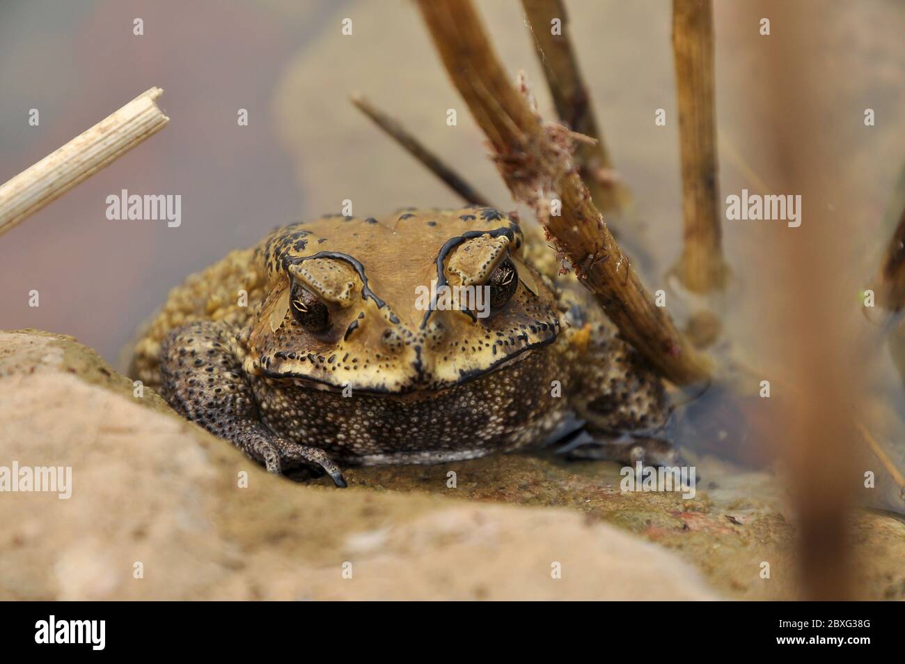 Toads are best known for their thick, warty skins Stock Photo - Alamy