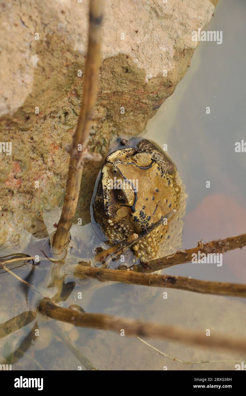 Toads are best known for their thick, warty skins Stock Photo - Alamy