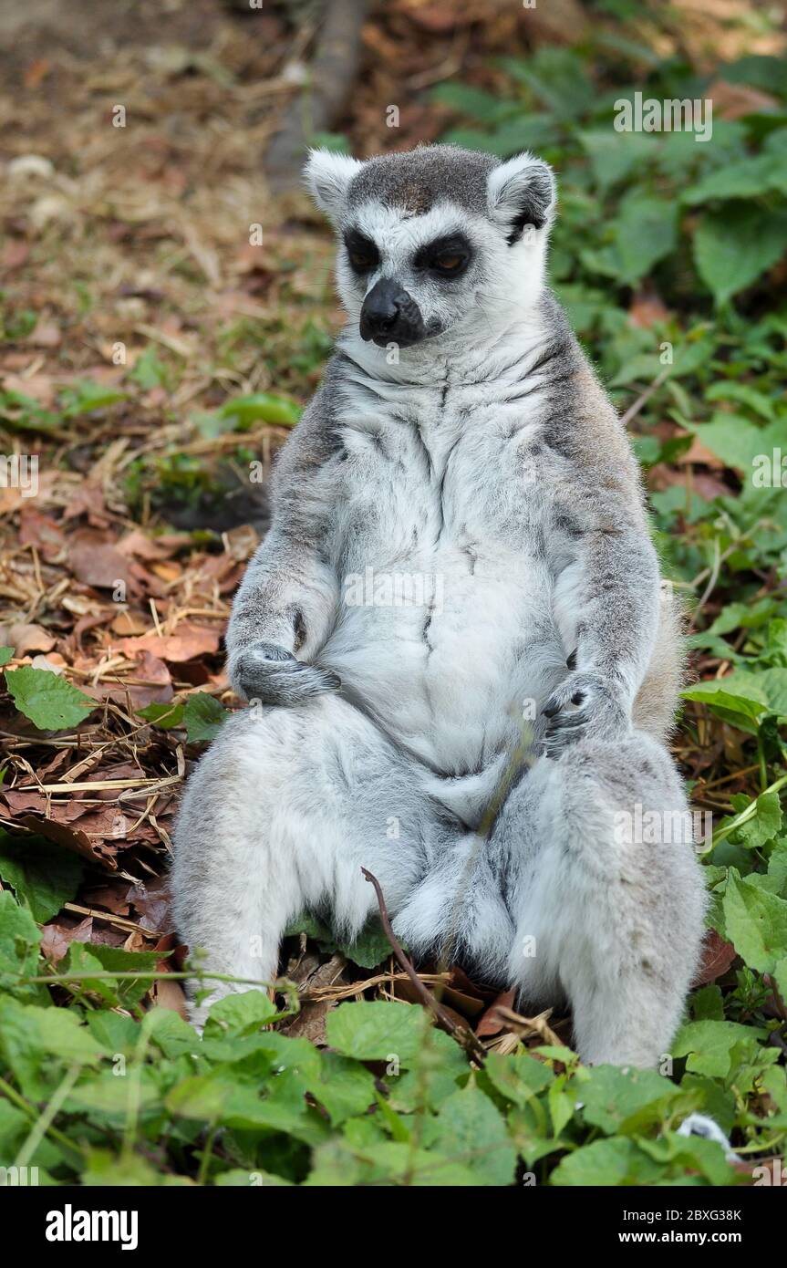 Ring-tailed lemur is instantly recognisable due to its long, bushy ...