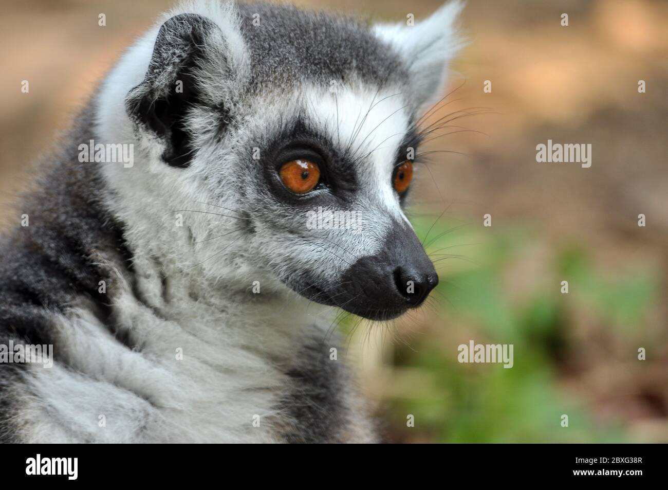 Ring-tailed lemur is instantly recognisable due to its long, bushy ...