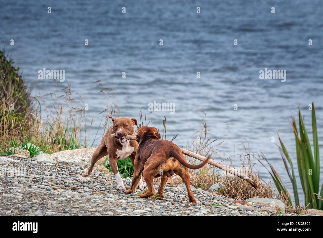 Dogs fighting over stick at Hokitika West Coast, New Zealand. American ...