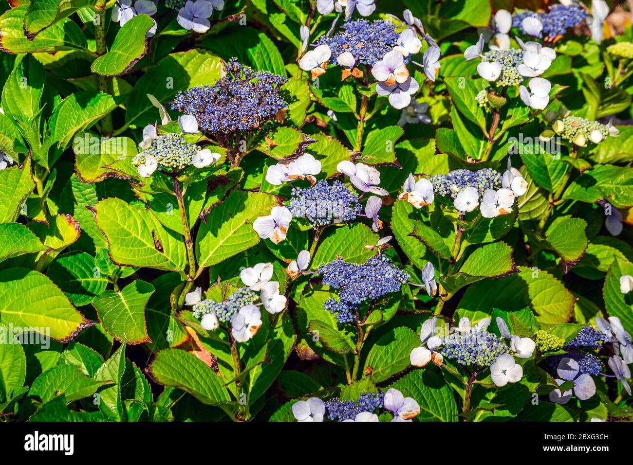 Blue Hydrangea flowers at Hokitika West Coast, New Zealand Stock Photo ...