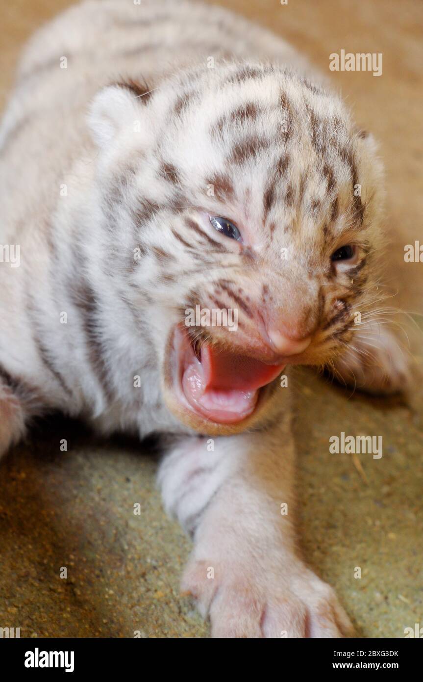 Baby White Tiger Roar