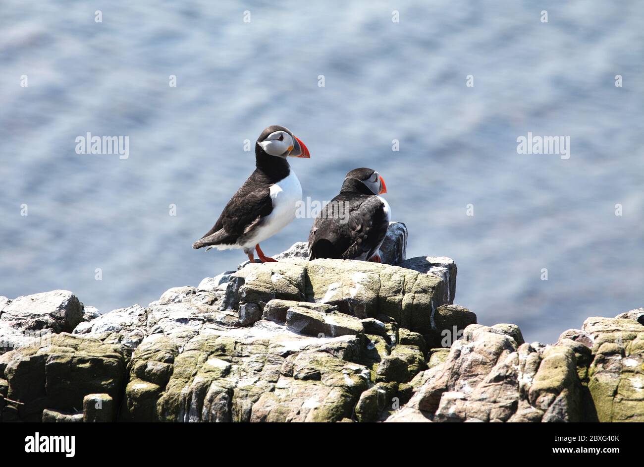 Puffin nesting ground hi-res stock photography and images - Alamy