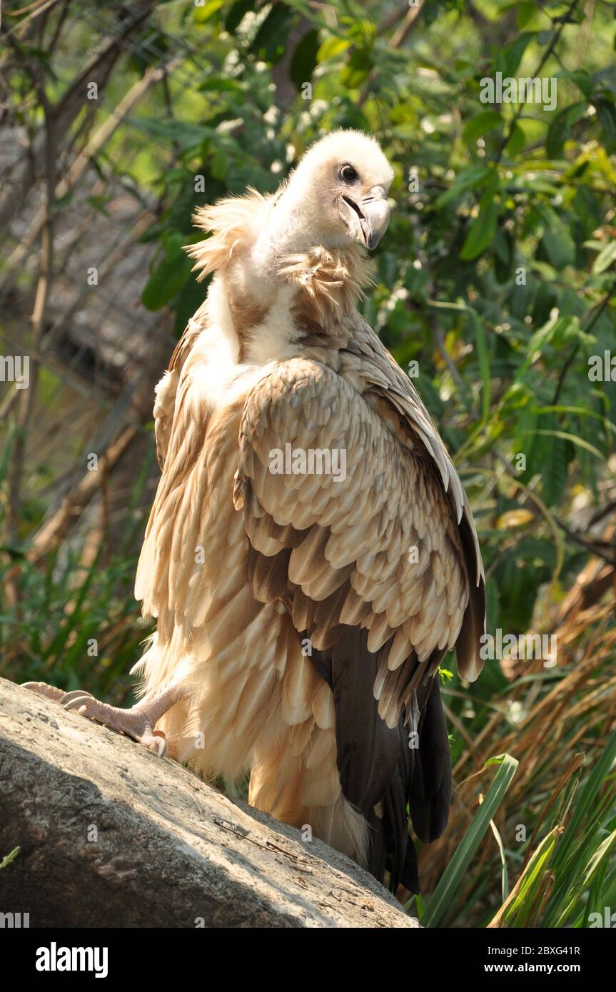 Himalayan fauna hi-res stock photography and images - Alamy