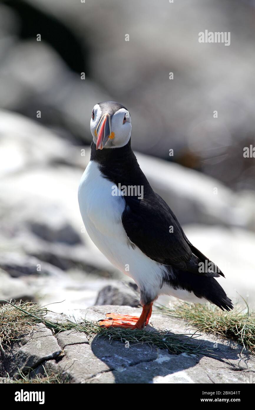 Puffin nesting cliff hi-res stock photography and images - Alamy