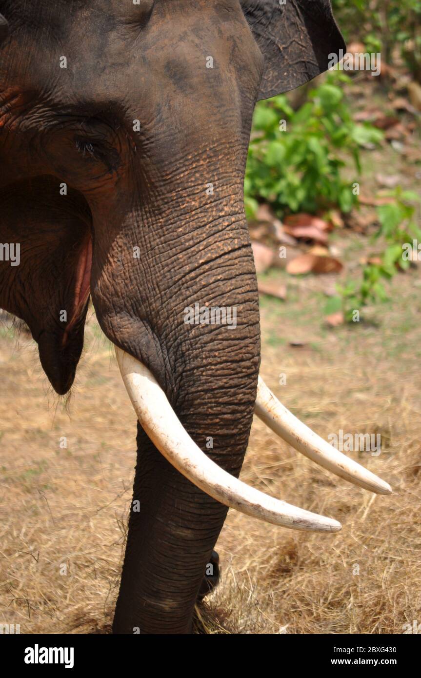 Nature of the Asian ivory. It is the elephant tooth Stock Photo - Alamy