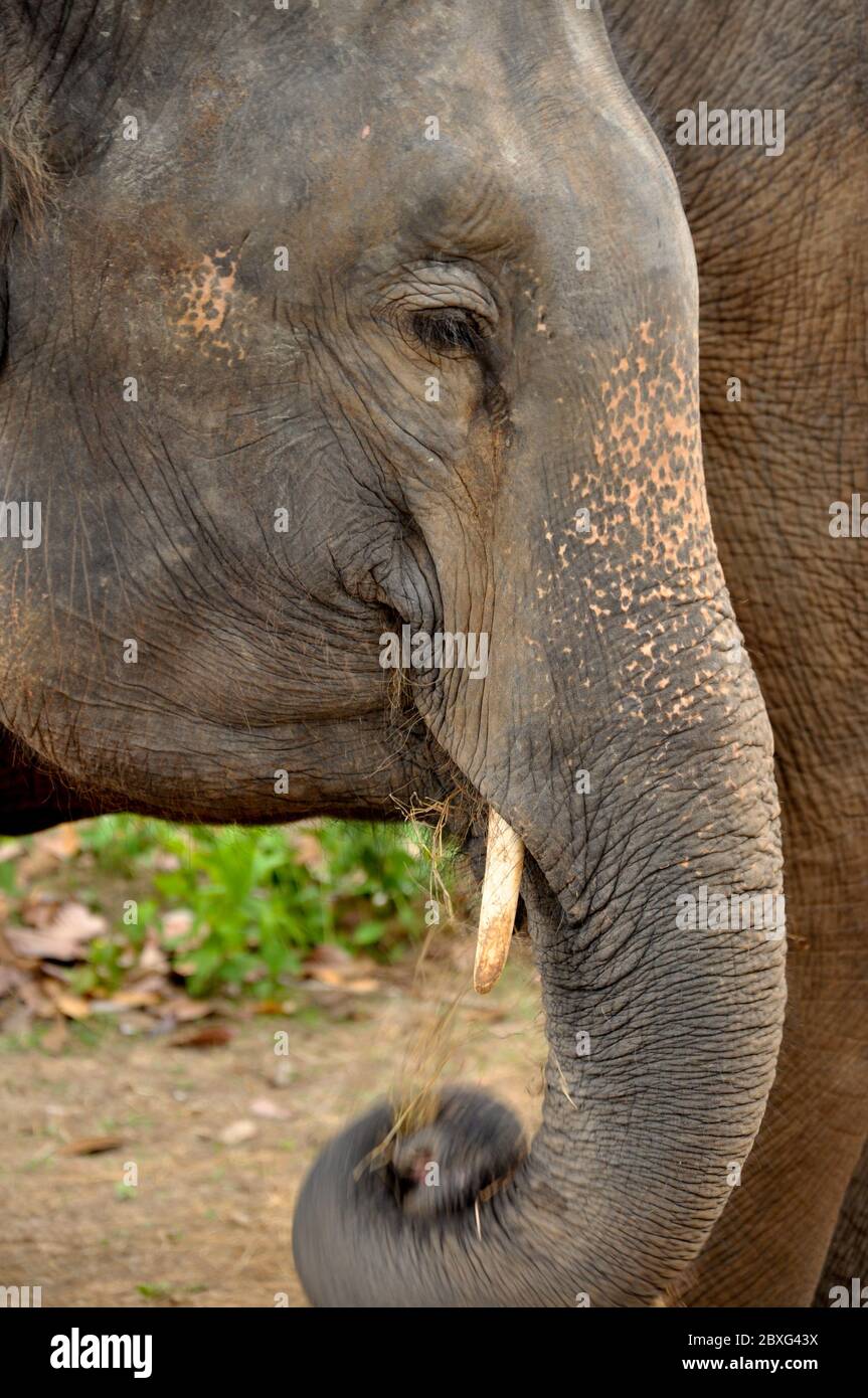 Elephant dirt bath hi-res stock photography and images - Alamy