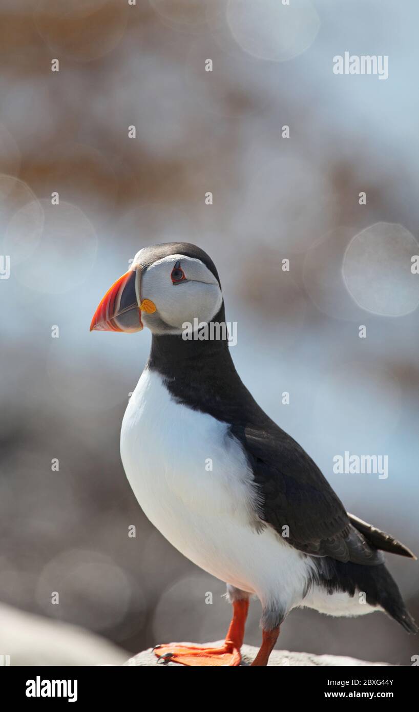 Iceland puffin flying fish hi-res stock photography and images - Alamy