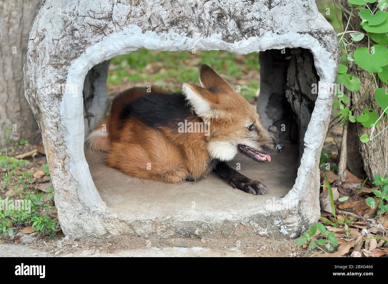Maned wolf was lying curled up in artificial stone Stock Photo - Alamy