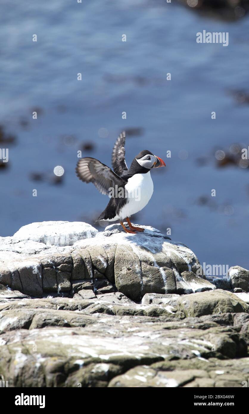 Puffin nesting ground hi-res stock photography and images - Alamy
