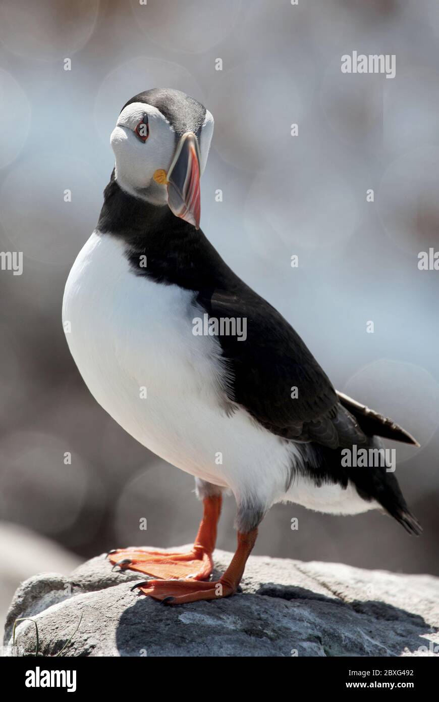 Iceland puffin flying fish hi-res stock photography and images - Alamy