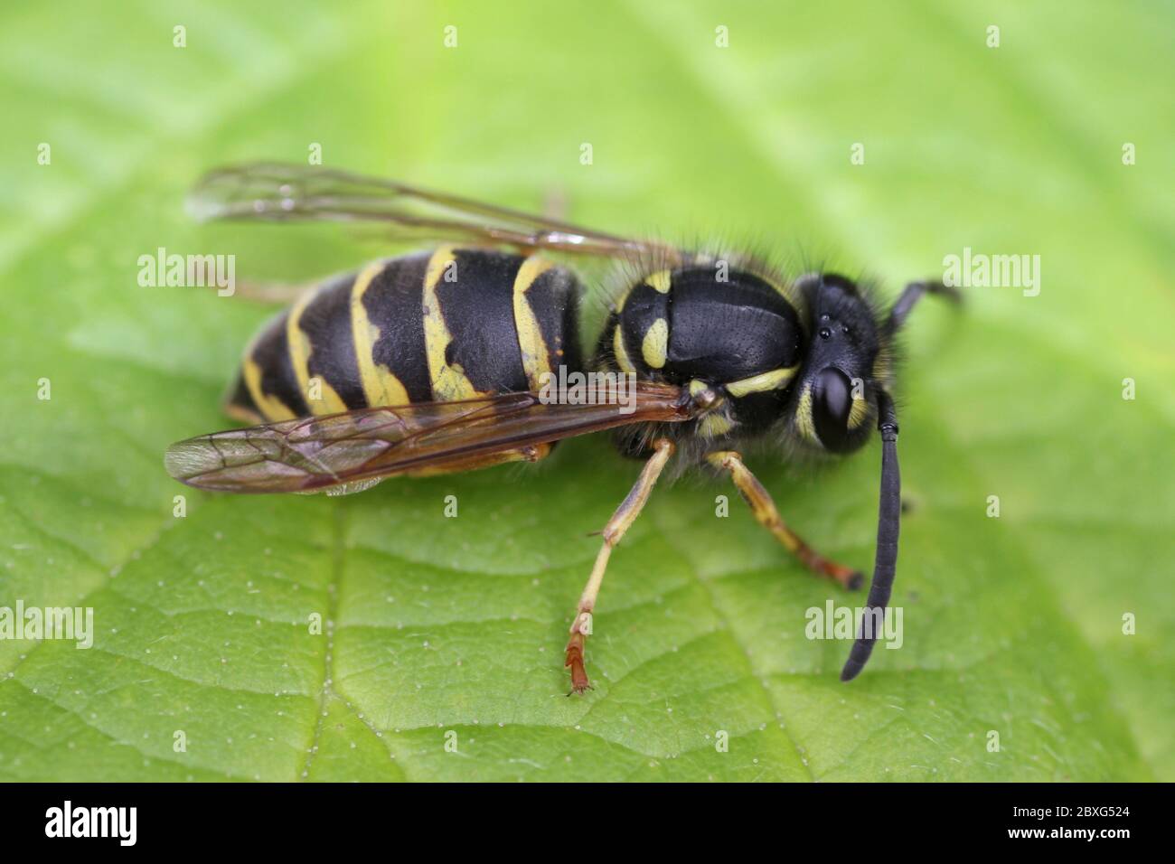Common Wasp Vespula vulgaris Stock Photo - Alamy