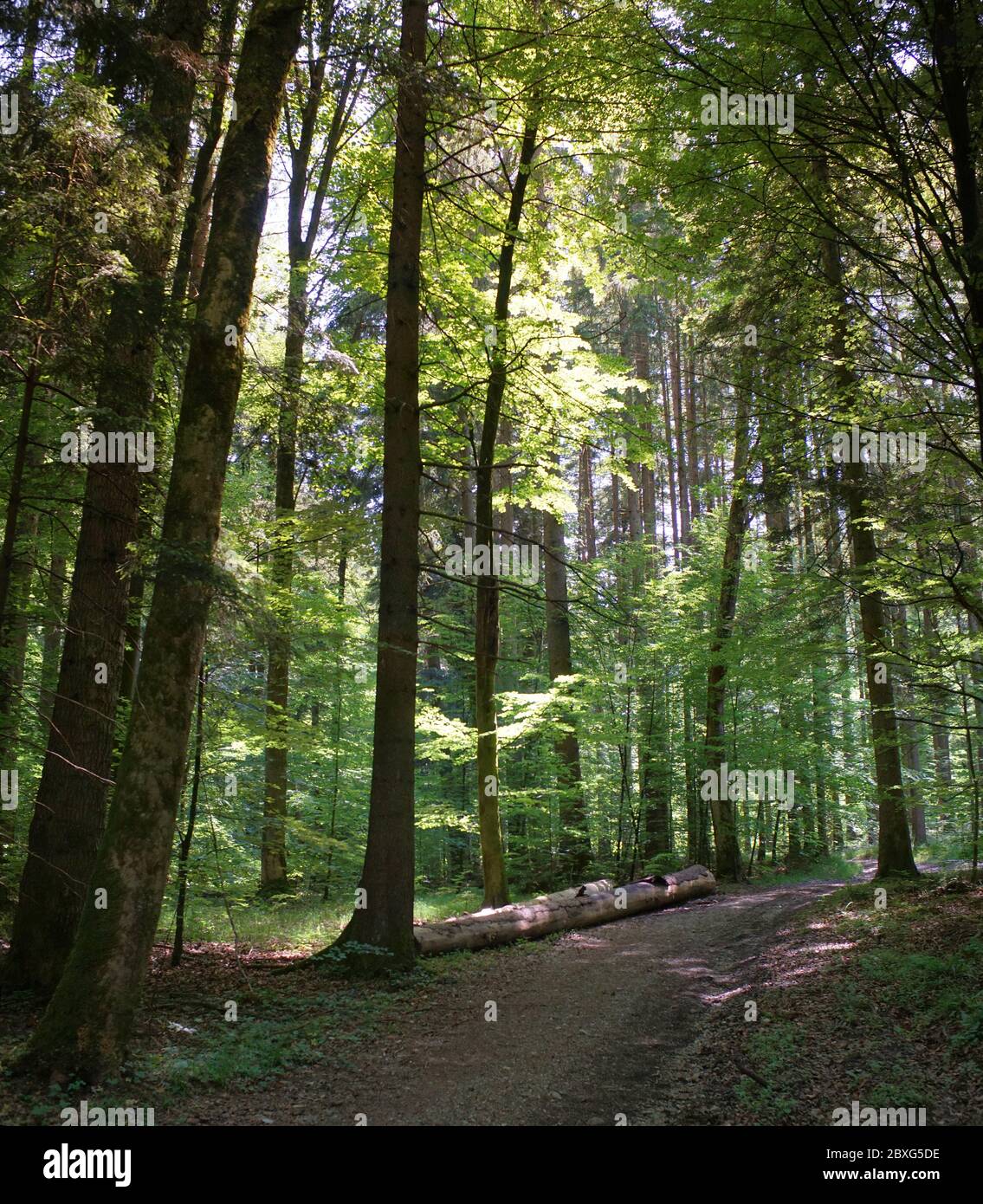 German Forrest in Spring Stock Photo - Alamy