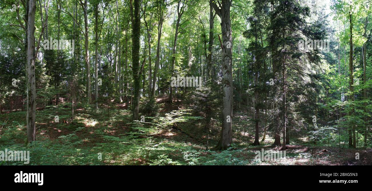 Spring in the forrest hi-res stock photography and images - Alamy