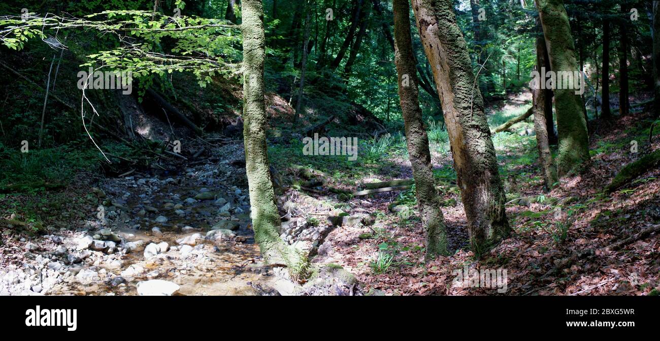 Not Canada, German Forrest Stock Photo - Alamy