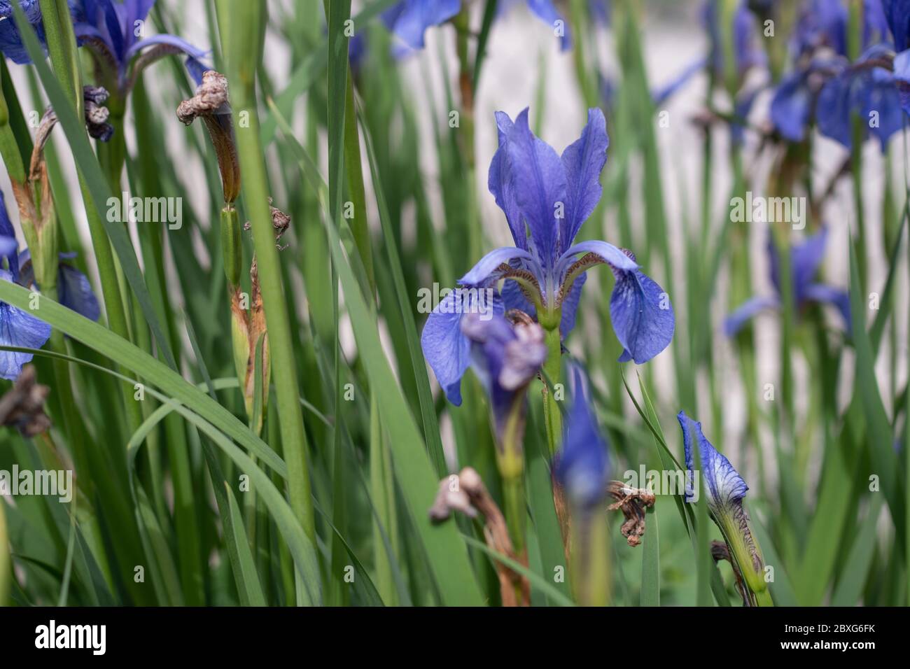 Iris purple color, macro background Stock Photo - Alamy