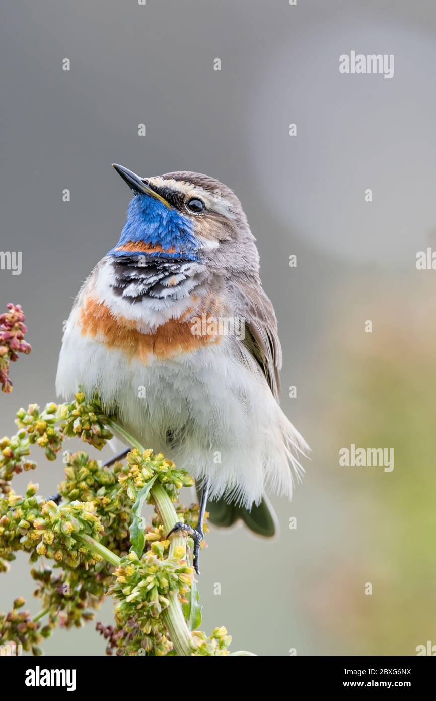 Swamp robin hi-res stock photography and images - Alamy
