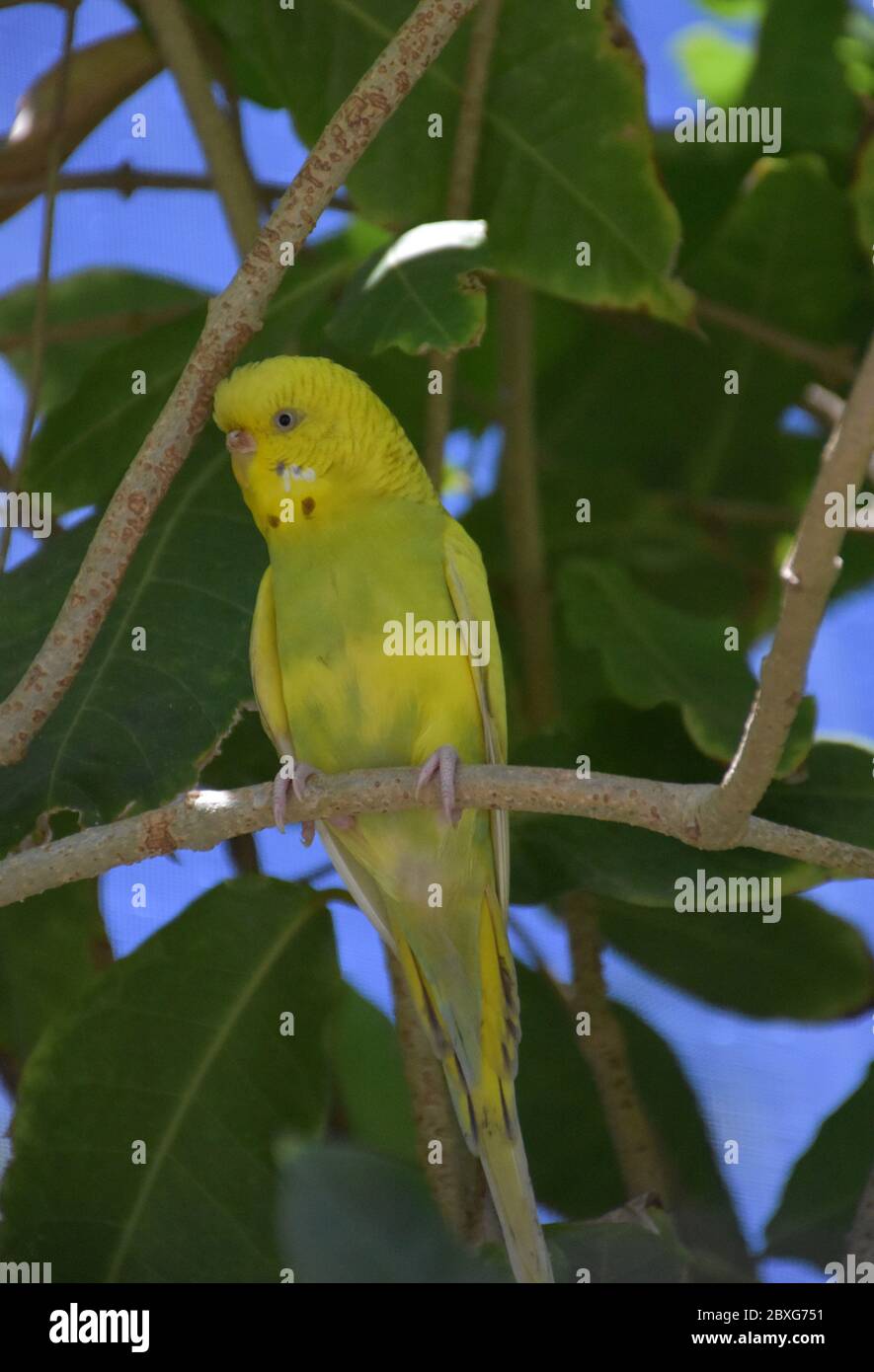Very pretty bright yellow and green parakeet on a branch Stock Photo ...