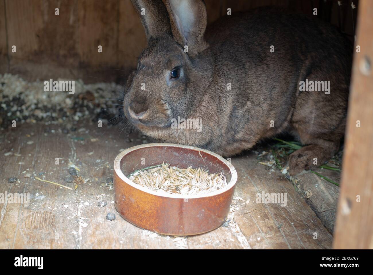 Domestic pets hi-res stock photography and images - Alamy