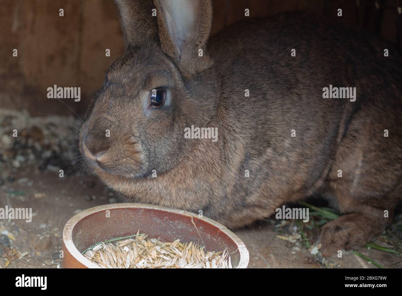 Breeding domestic rabbits hi-res stock photography and images - Alamy