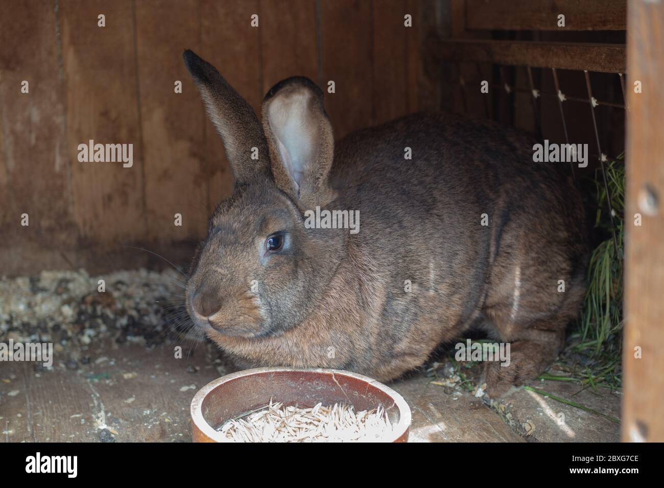 Adult baby rabbits hi-res stock photography and images - Alamy