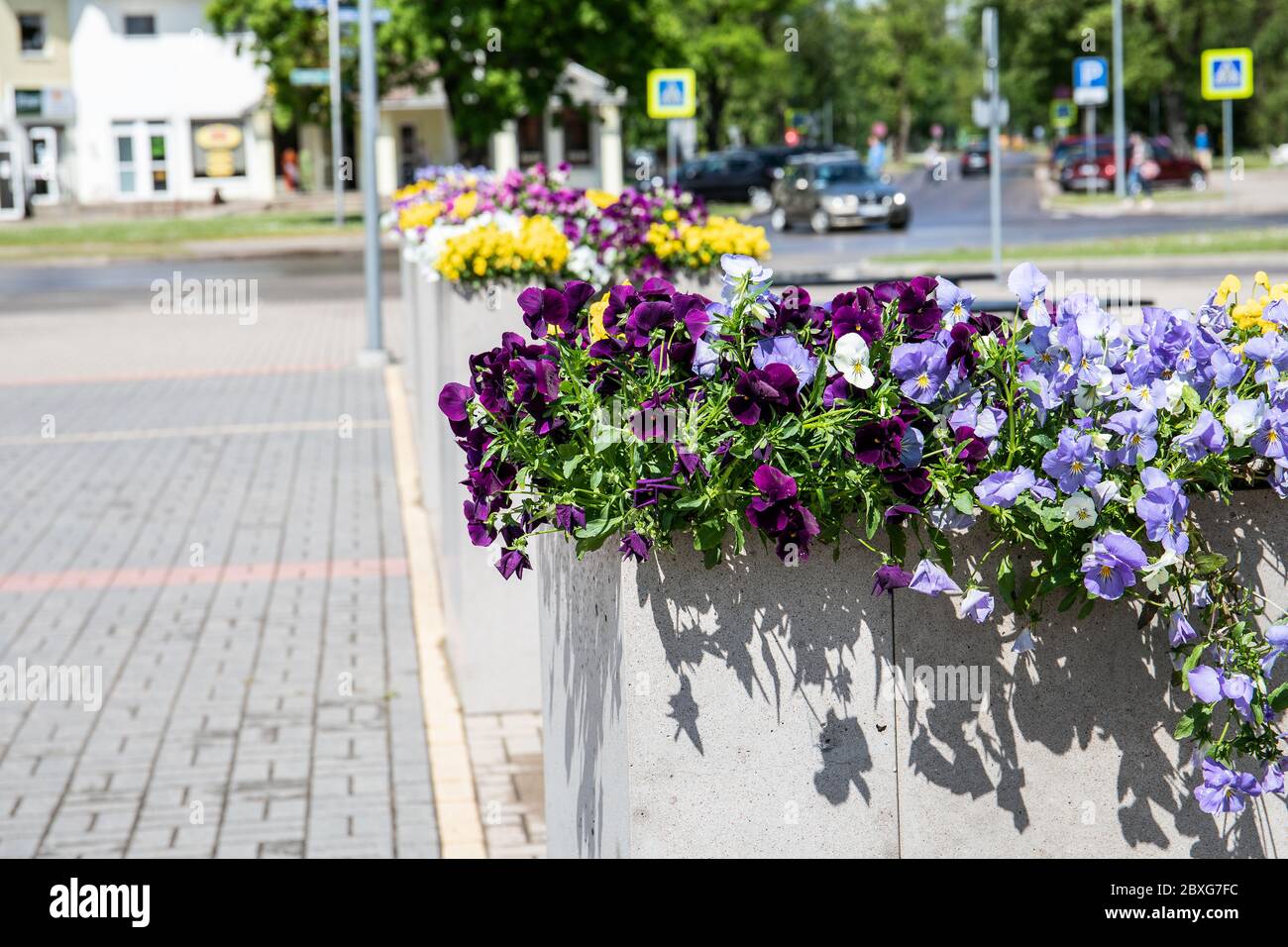 Flower garden in an urban environment. City decoration. Streets and ...