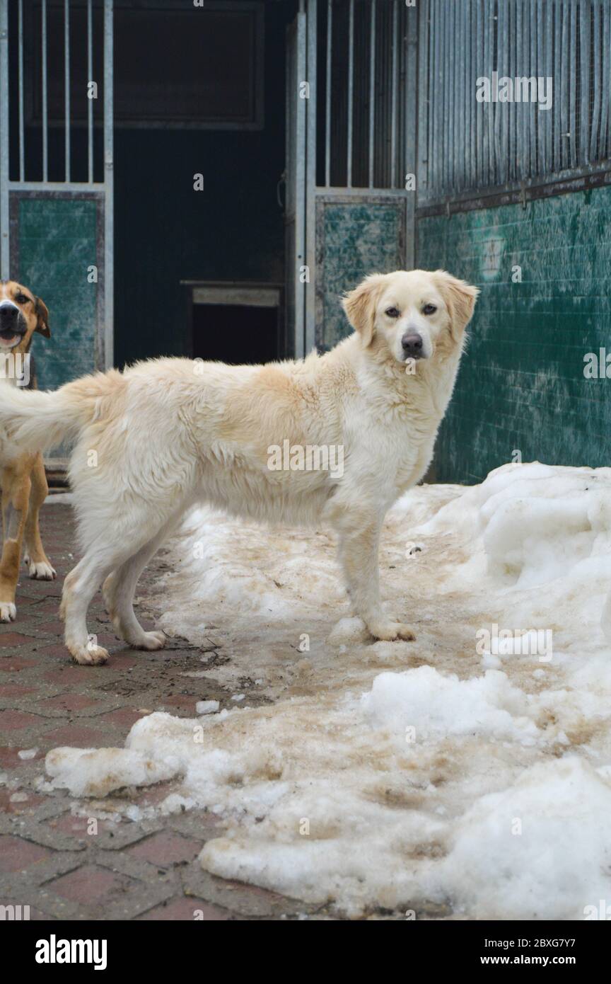 Two Dogs in front of the shelter for homeless dogs in the winter with ...
