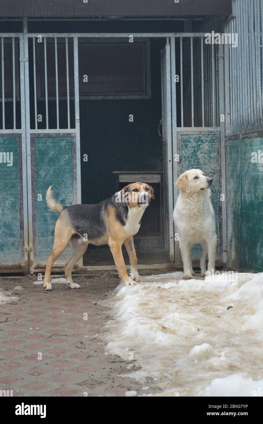 Two Dogs in front of the shelter for homeless dogs in the winter with ...