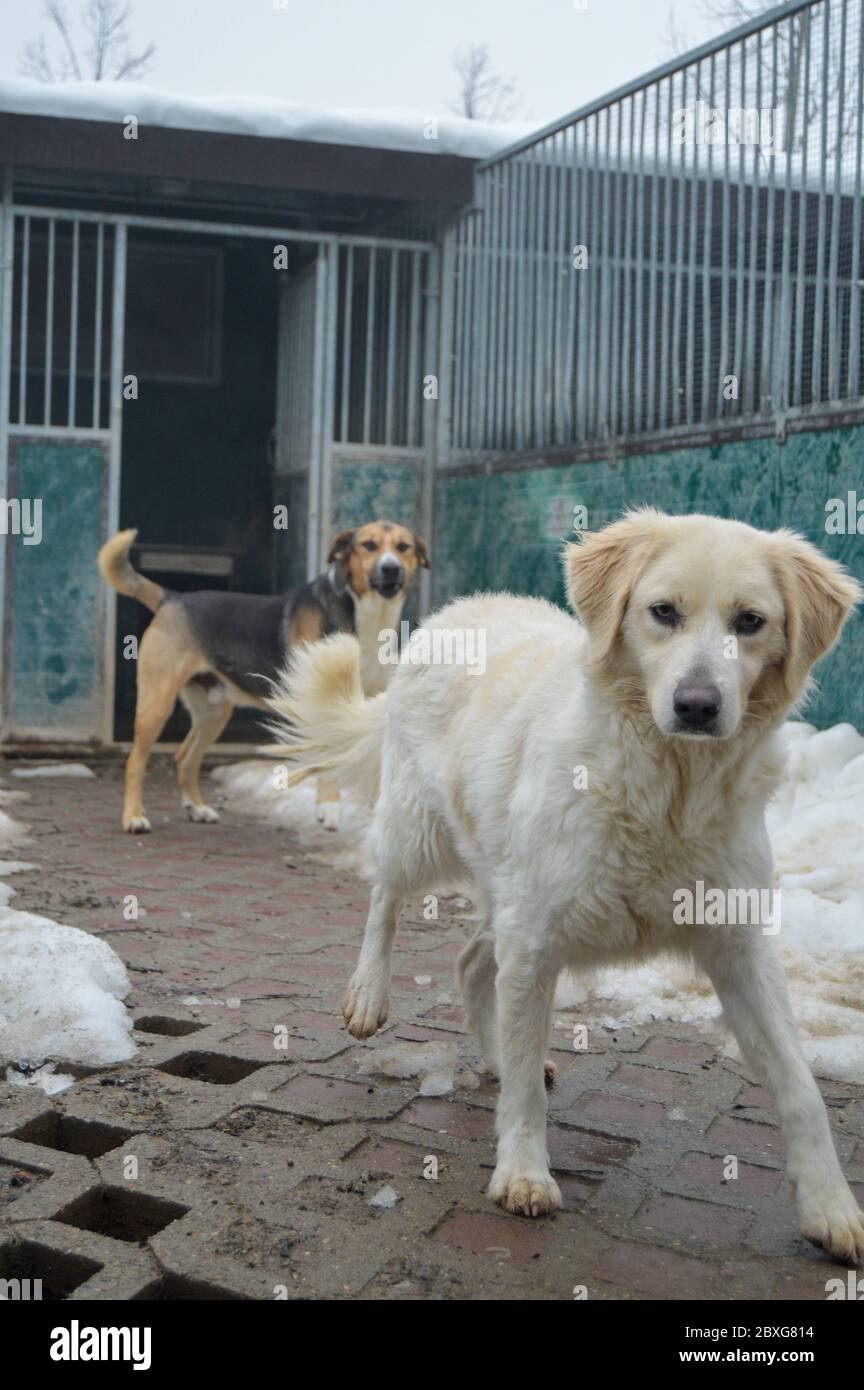 Two Dogs in front of the shelter for homeless dogs in the winter with ...