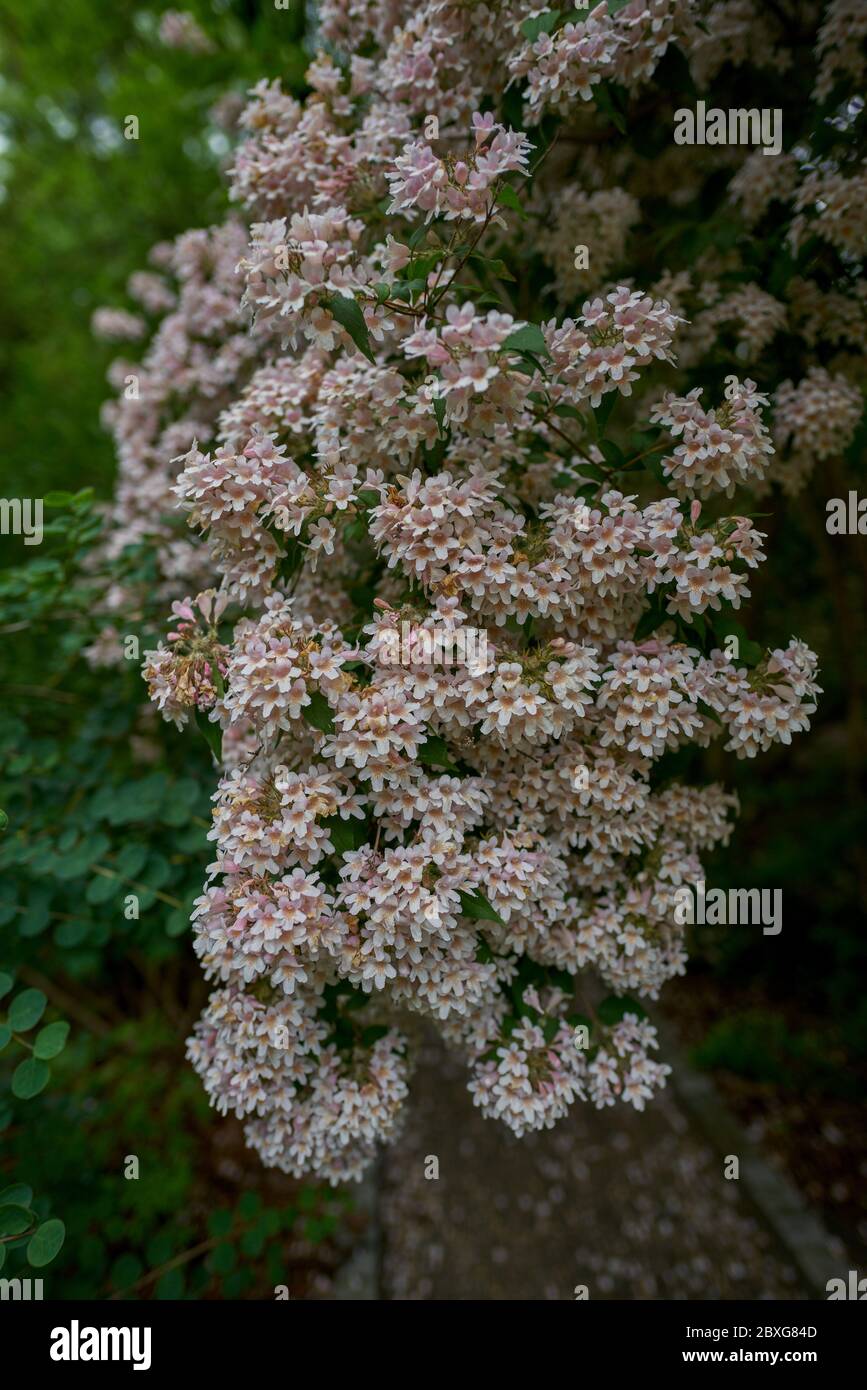 Linnaea amabilis,Kolkwitzia amabilis beauty bush Stock Photo - Alamy