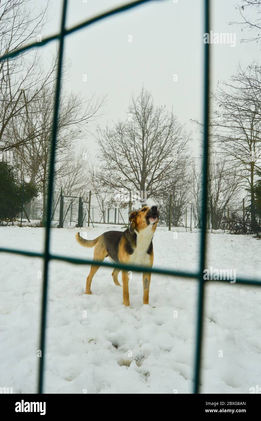 Dog behind the fence mesh barking Stock Photo - Alamy