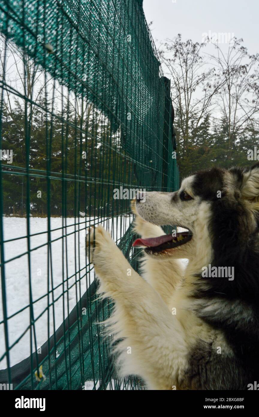 Siberian Husky dog standing on his hind legs leaning on the mesh fence ...