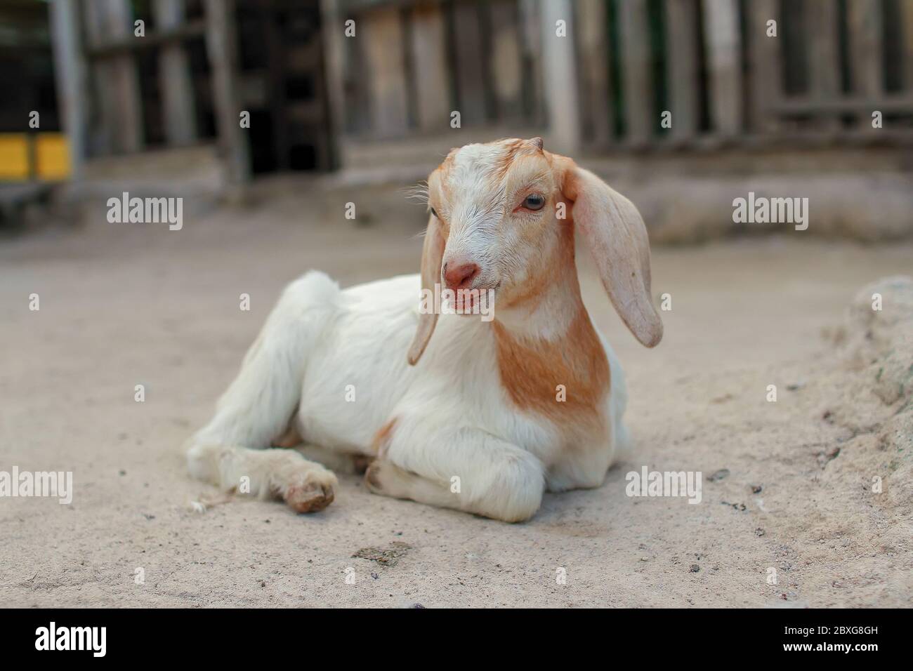 Goat lying down hi-res stock photography and images - Alamy