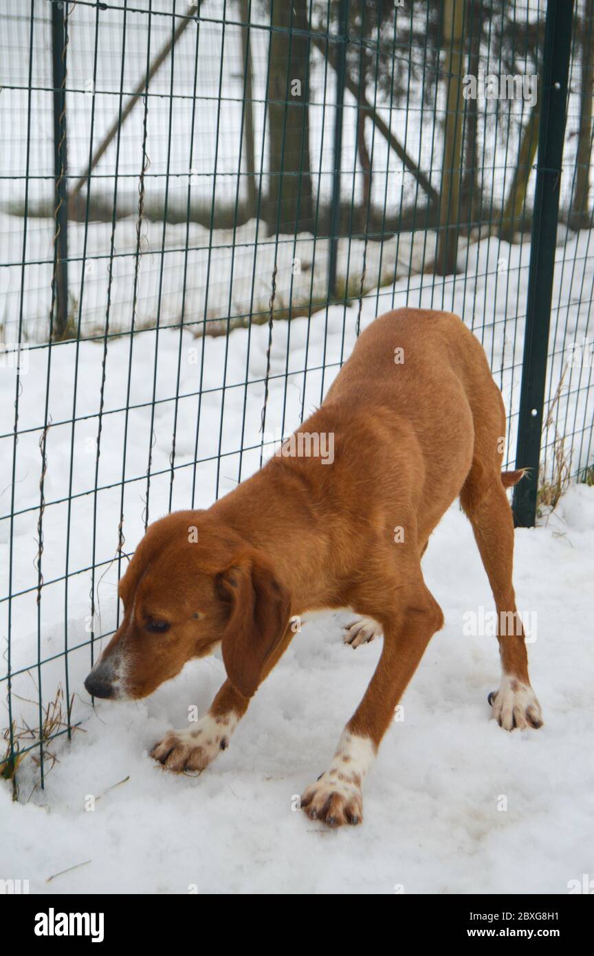 Scared Brown Dog with Sad Face in the Snow Near a Fence Fence Stock ...