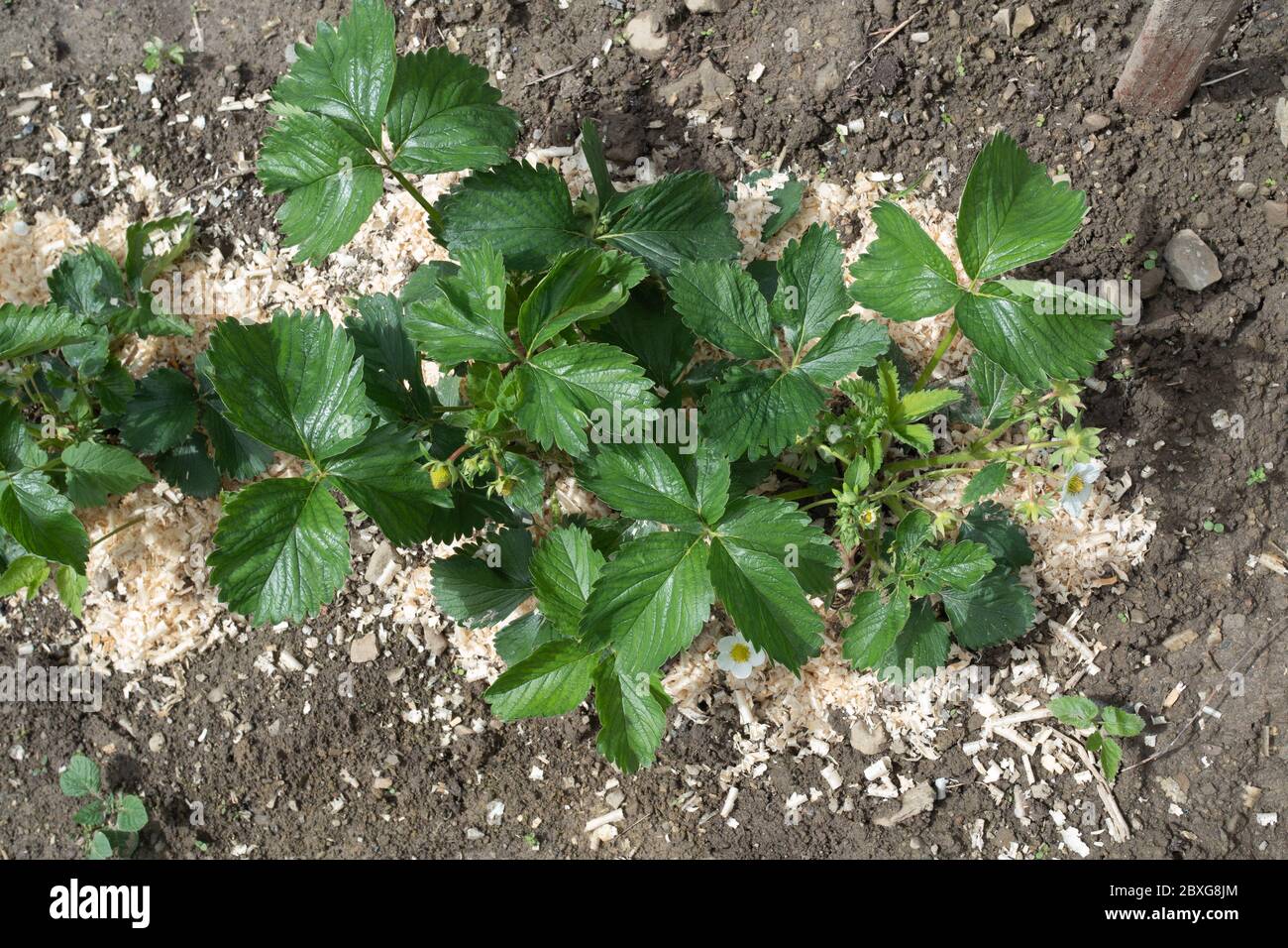 Strawberry plant in the garden Stock Photo - Alamy