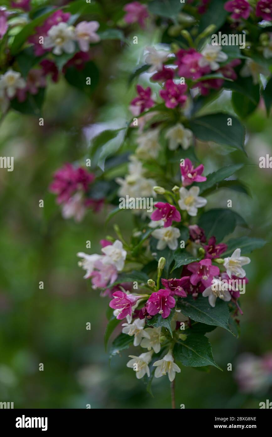 Weigela decora flowers hi-res stock photography and images - Alamy
