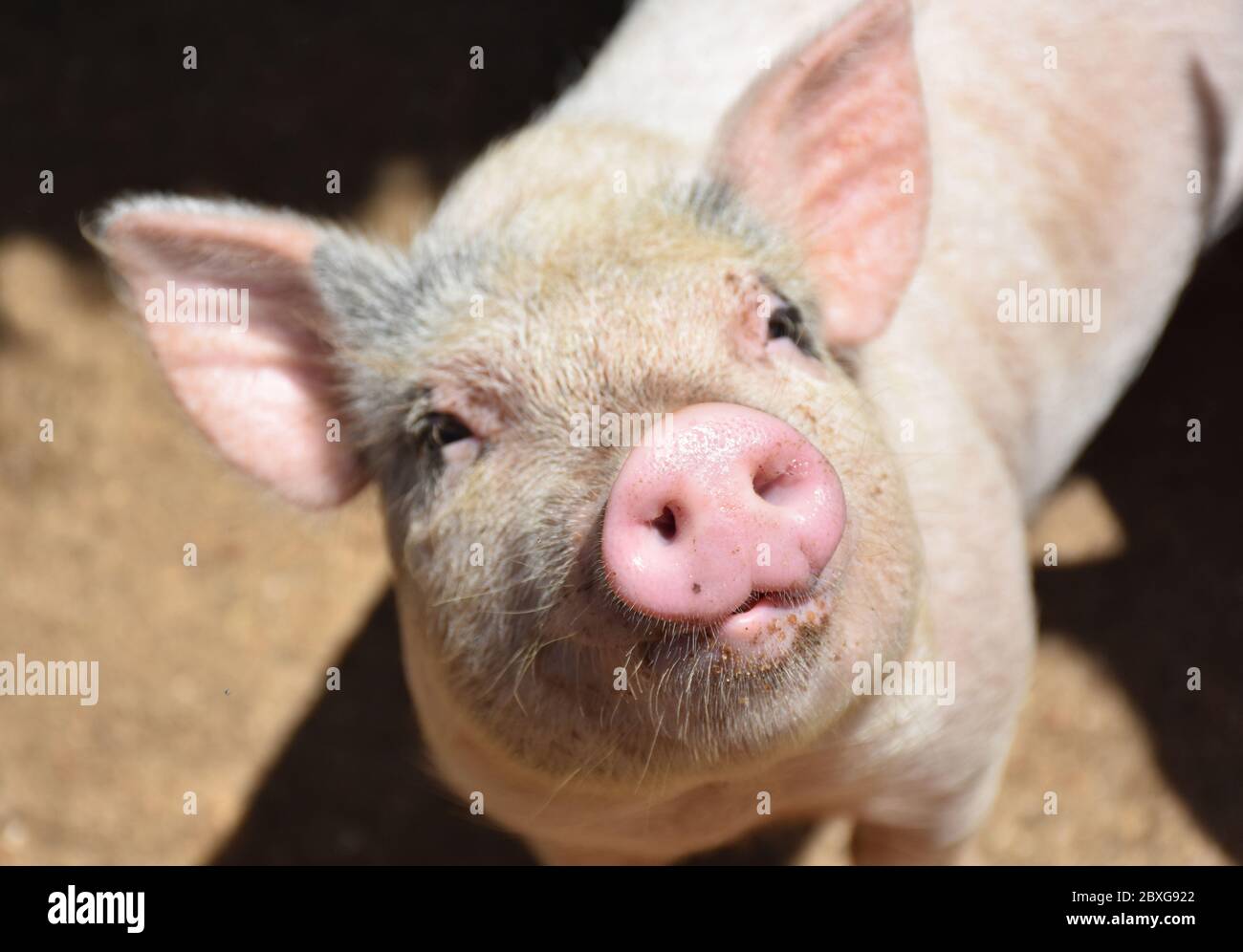 Direct look into the face of a cute pig Stock Photo - Alamy