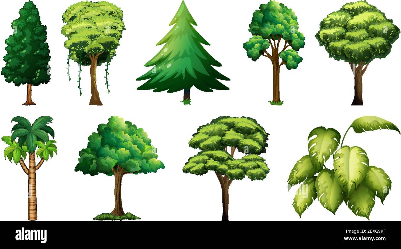 Set of variety plants and trees illustration Stock Vector Image & Art ...