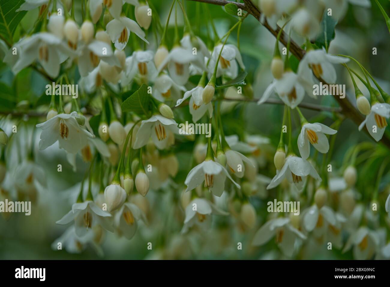 Styrax japonicus the Japanese snowbell flowers close up Stock Photo - Alamy