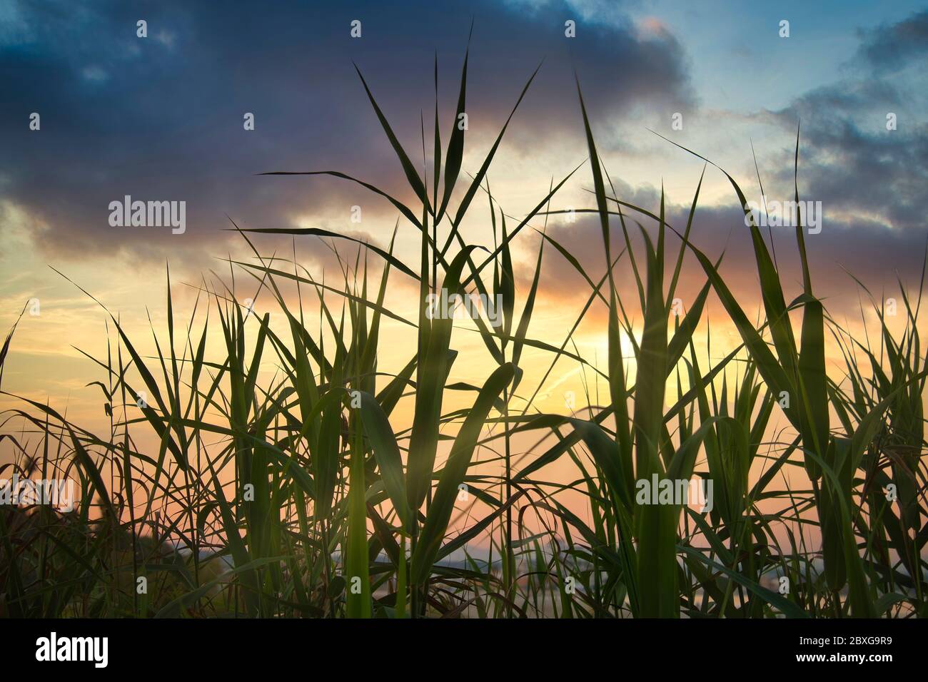 Colorfun hi-res stock photography and images - Alamy
