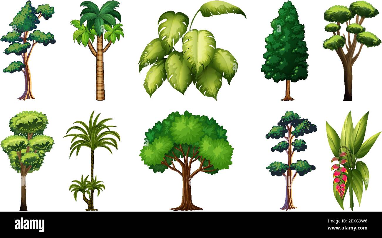Set of variety plants and trees illustration Stock Vector Image & Art ...