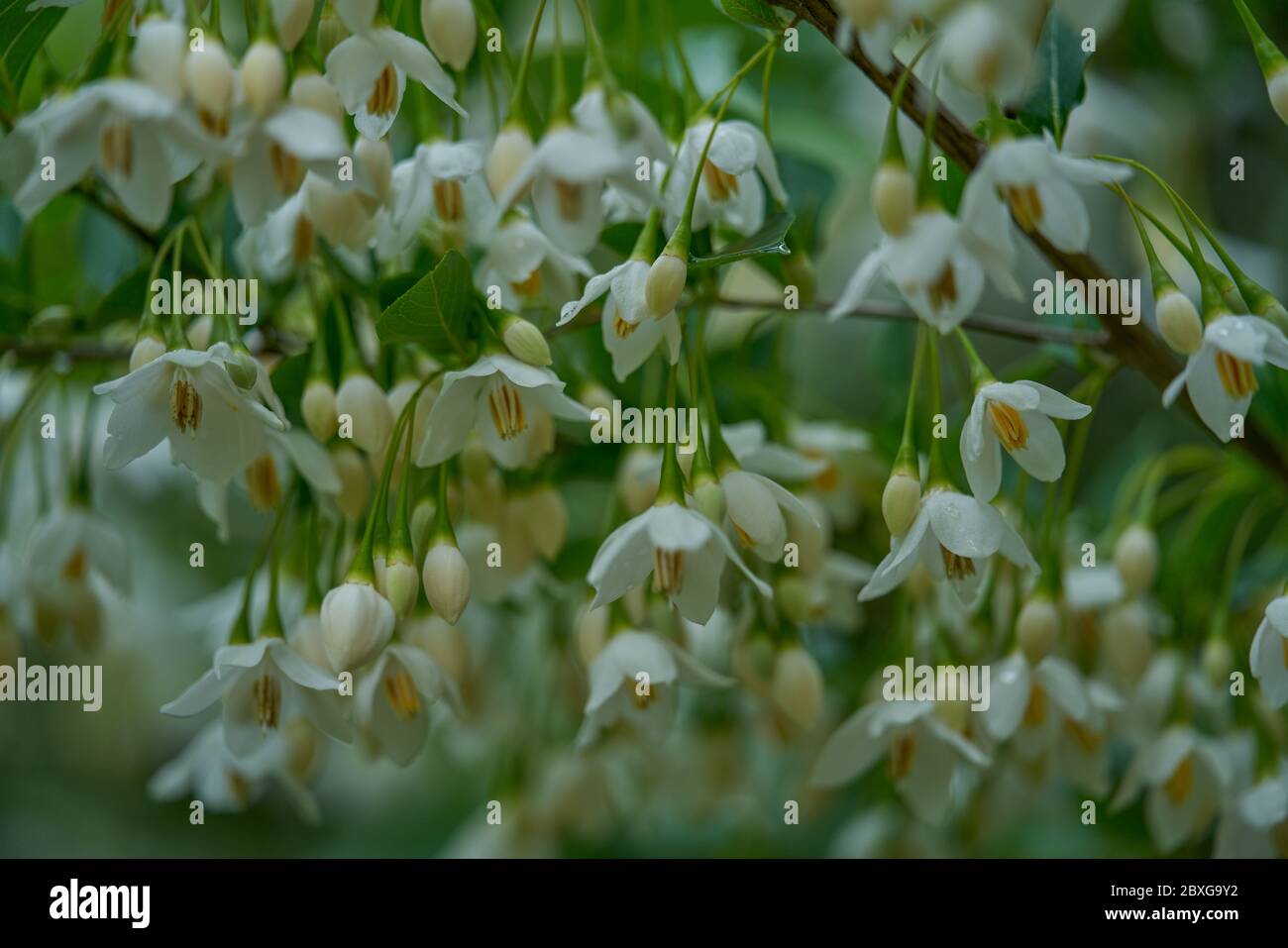 Styrax japonicus the Japanese snowbell flowers close up Stock Photo - Alamy