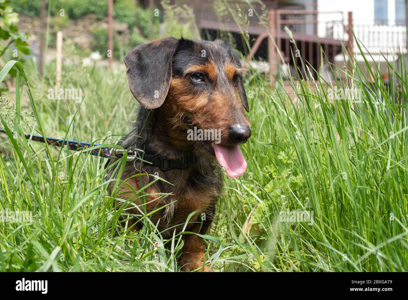 Short haired small brown dog hi-res stock photography and images - Alamy
