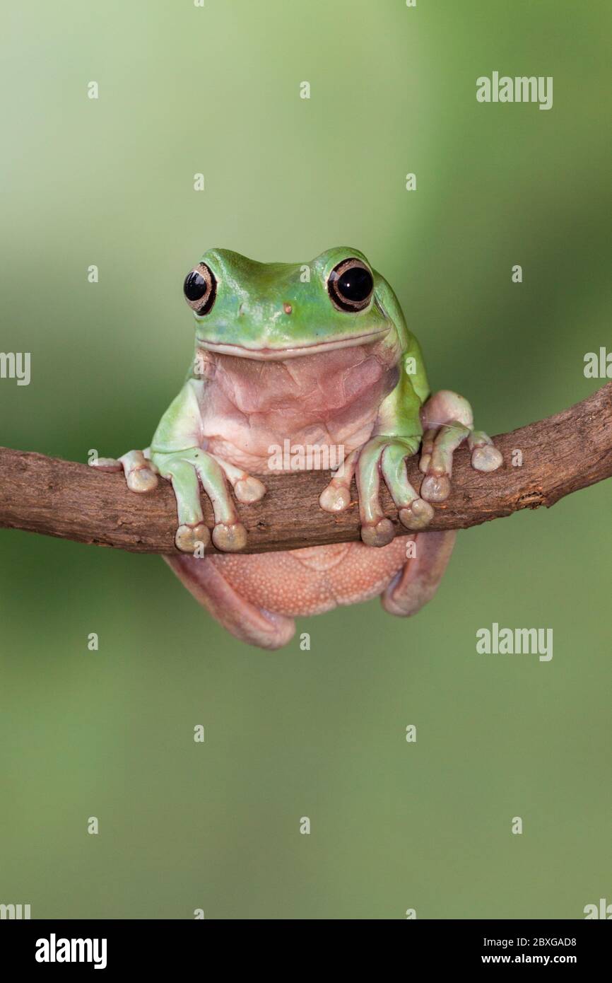 Portrait of a dumpy tree frog on a branch, Indonesia Stock Photo - Alamy