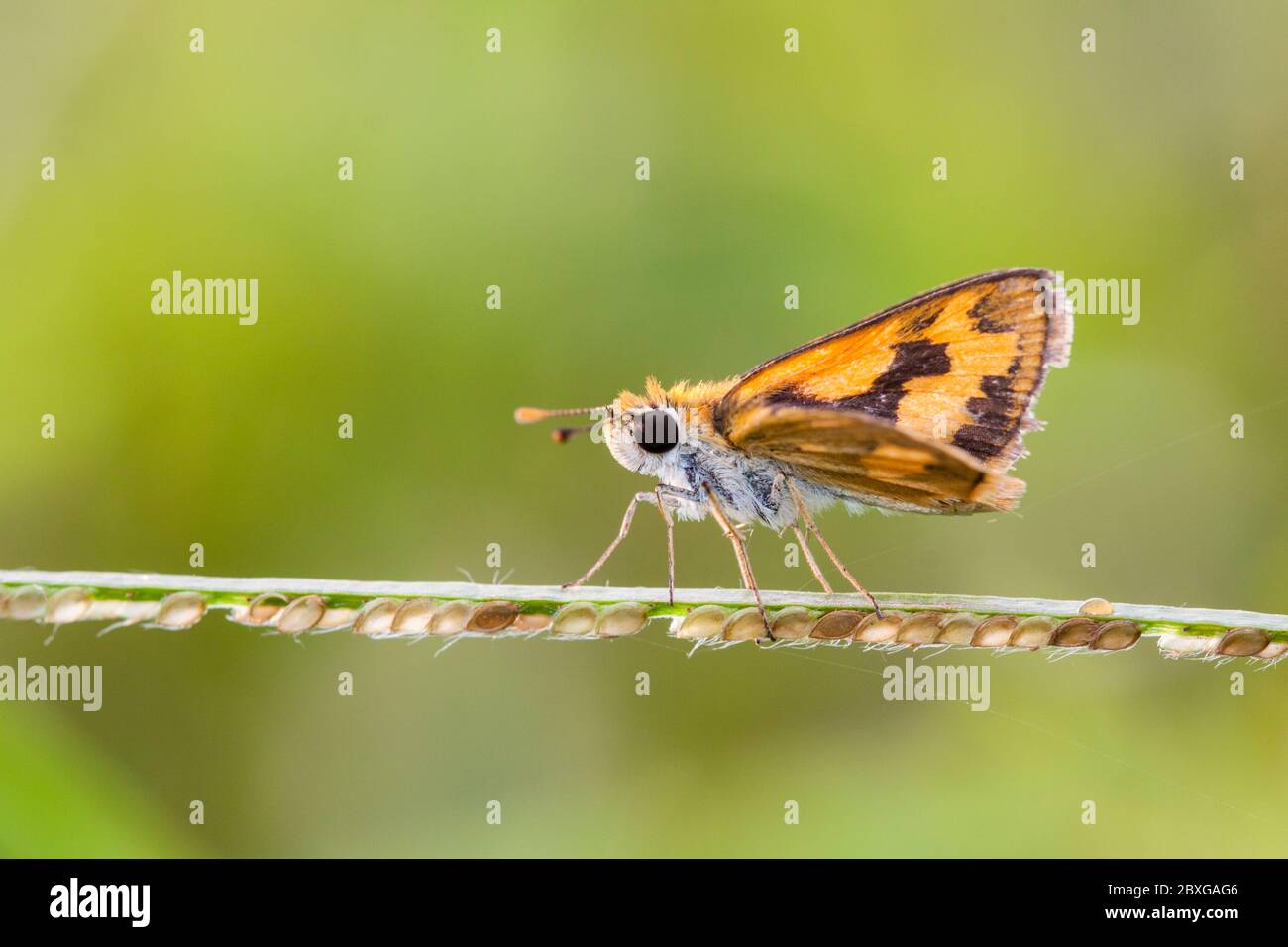 Skipper insect hi-res stock photography and images - Alamy